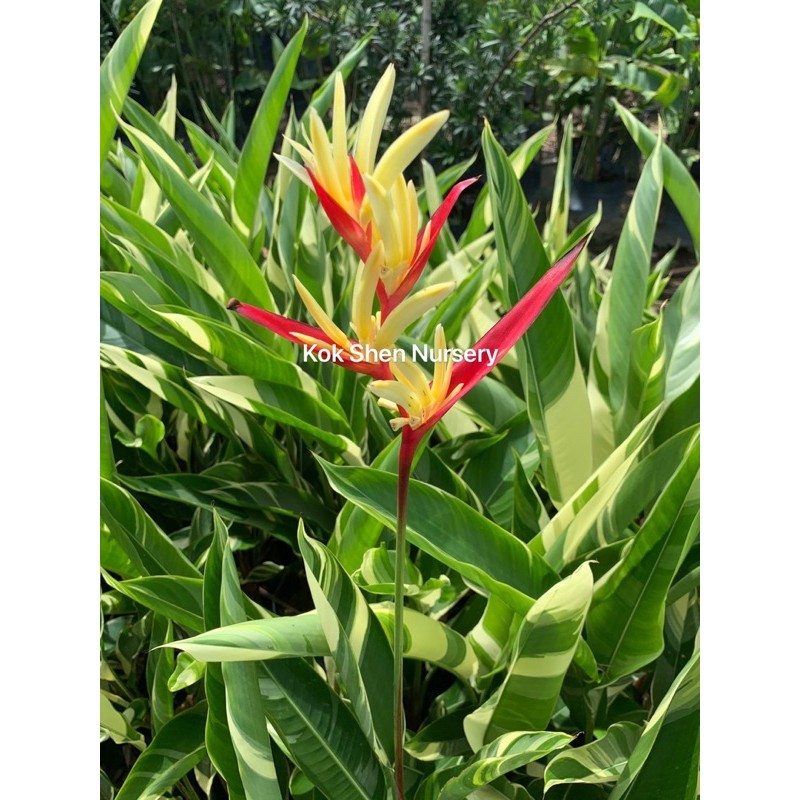 Heliconia Psittacorum 'Lady Di' (Variegated) Pokok Burung Batih Outdoor ...