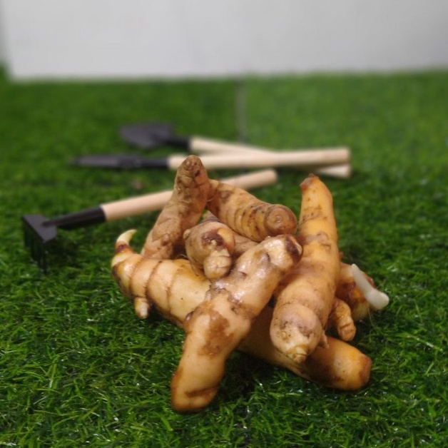 TEMU PAUH/ TEMU MANGGA / Mango Ginger / ( 100 g) Ulam Temu Rizom Temu ...