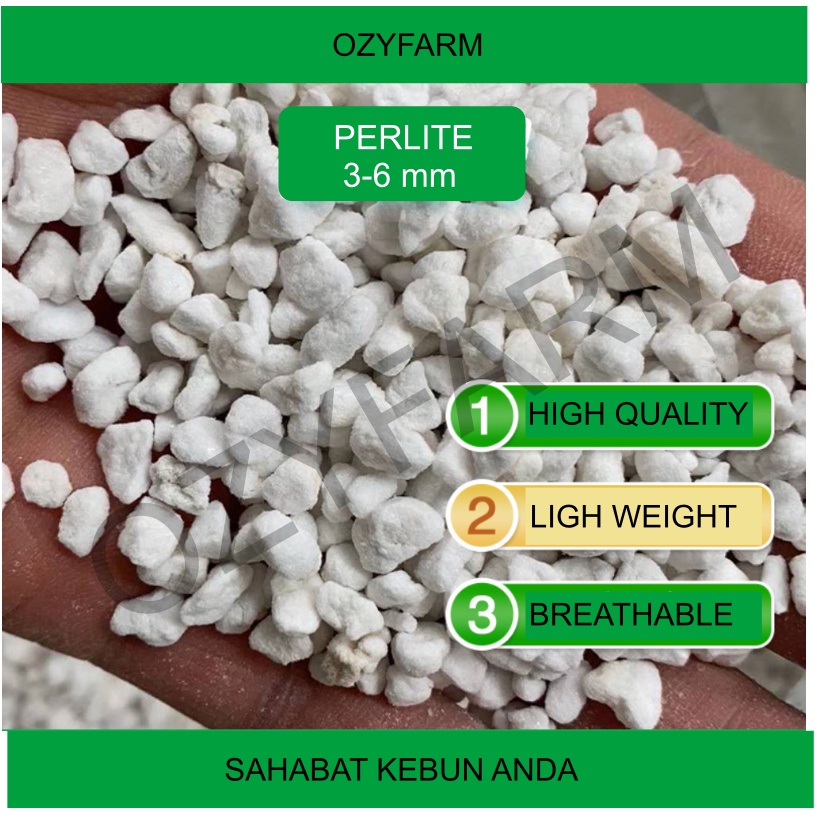 200G PERLITE 3-6mm for cactus succulent tree media planting pokok bunga ...