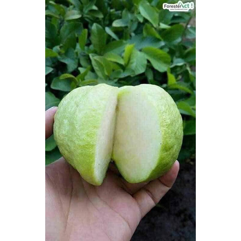 POKOK JAMBU BATU SEEDLESS | Shopee Malaysia