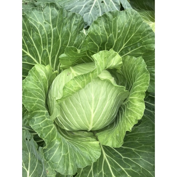 Organic Cabbage Cameron Highlands 500gm± 金马仑有机包菜 | Shopee Malaysia