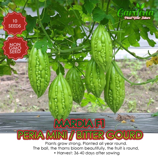 PREMIUM SEED - 5 biji benih peria buah besar dan panjang tahan penyakit ...