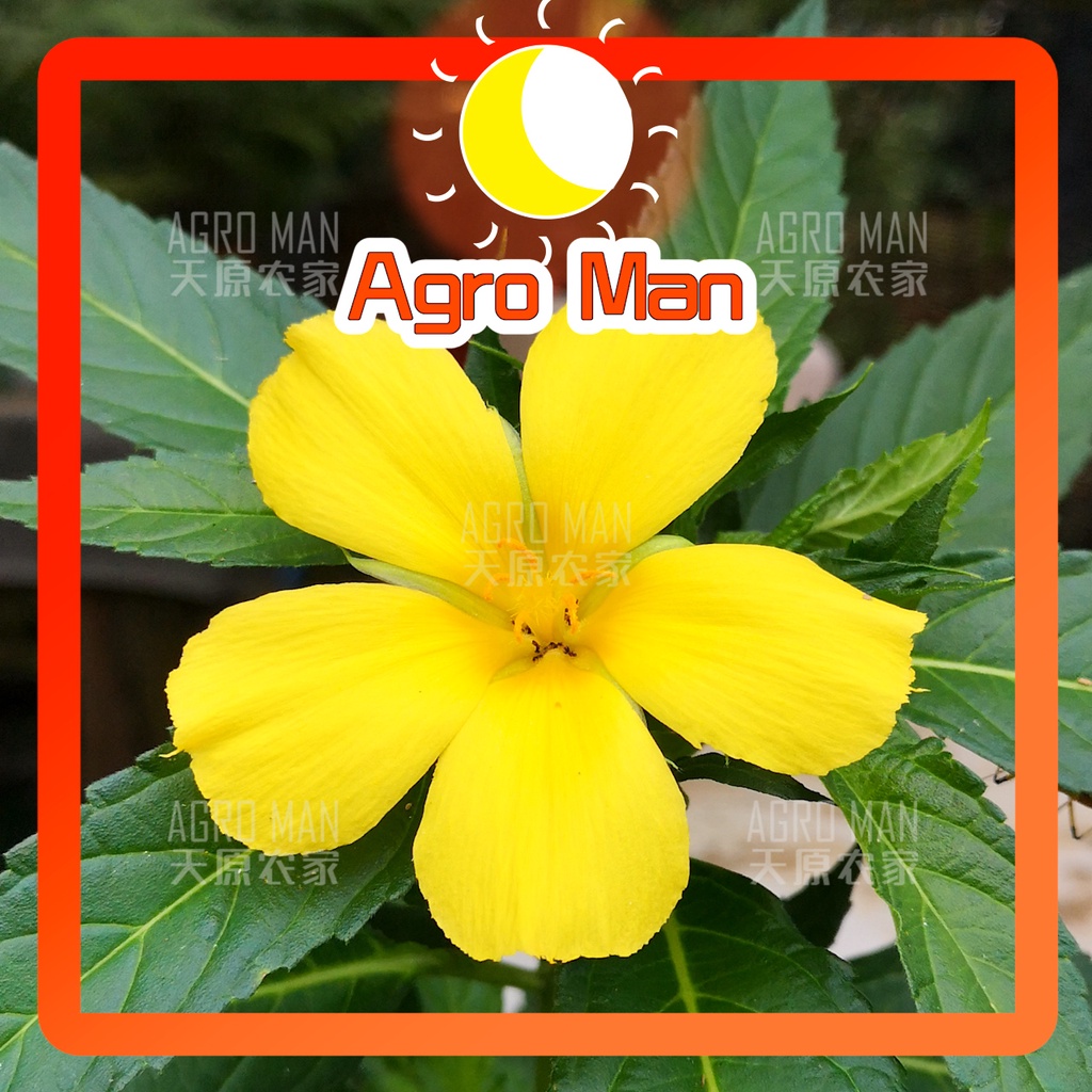 【ORIGINAL】Bunga Kuning Halang Serangga 正宗驱虫黄花苗 / Yellow Turnera Tree ...