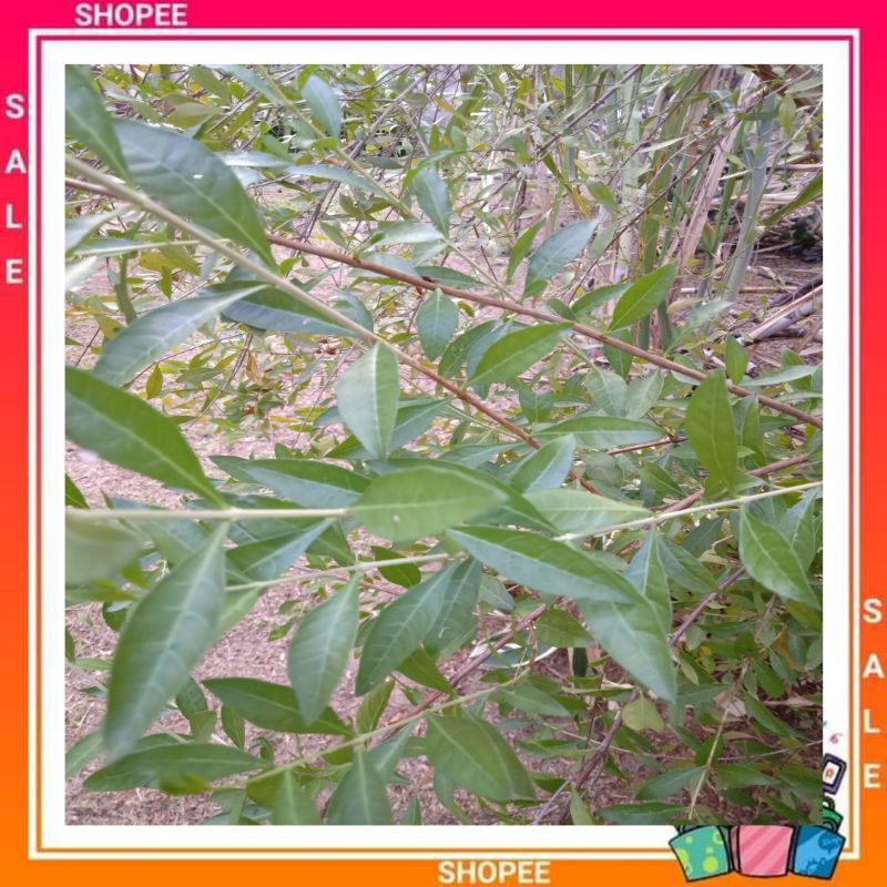 Daun inai segar fresh dari pokok | Shopee Malaysia