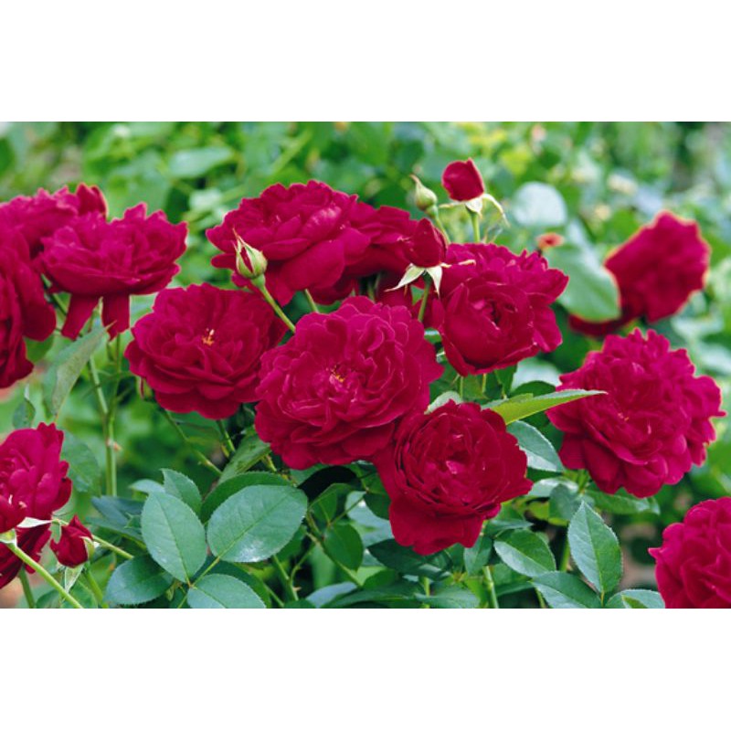 [Ready Stock 4in1] Baja Organik Pokok - Bunga Lebat, Buah Berat, Dedaun ...