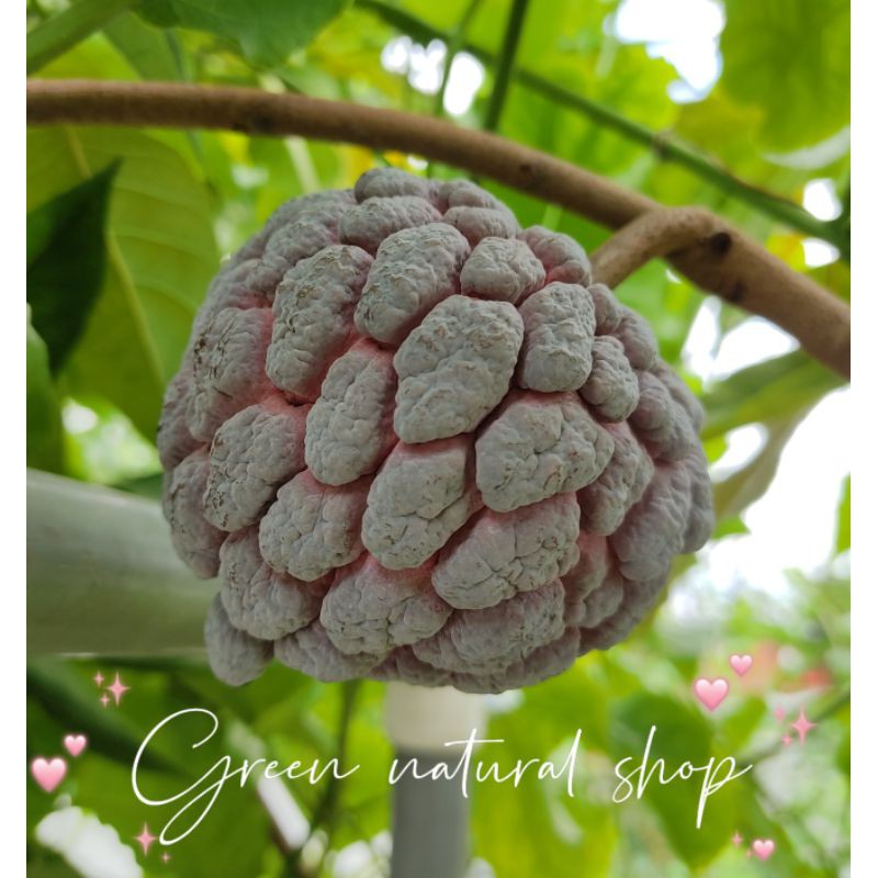 红释迦果种子/biji benih buah nano/Red sugar apple seeds | Shopee Malaysia