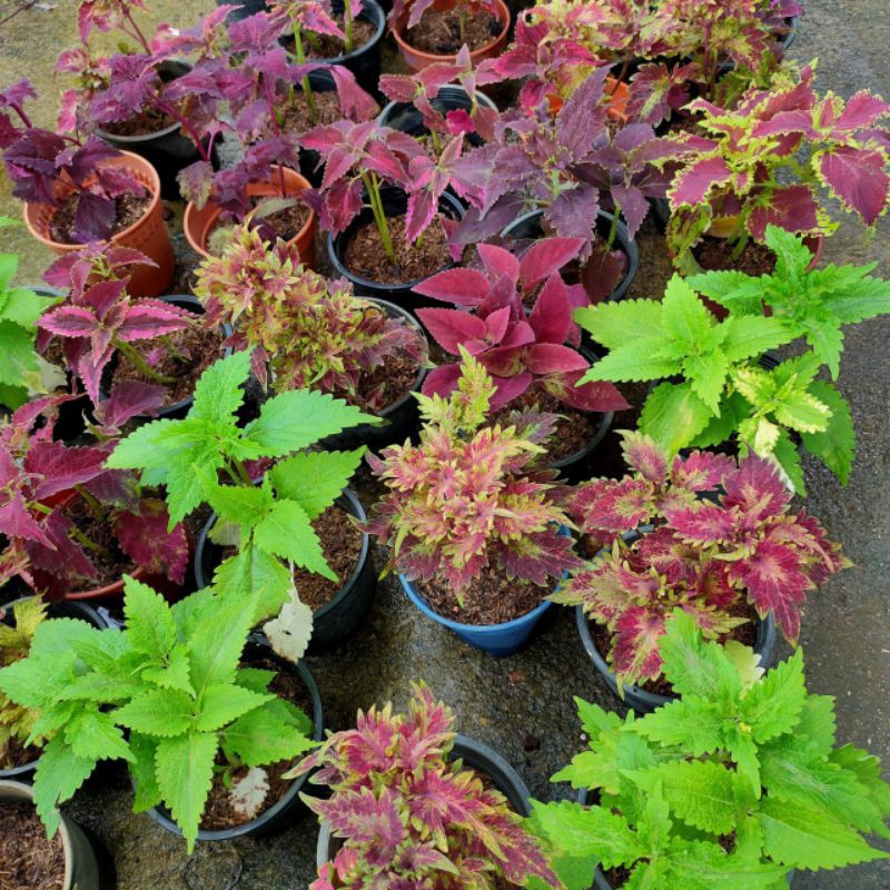 Pokok Bunga Ati-ati/coleus (💥💥Pelbagai warna menarik super lawa💥💥 ...