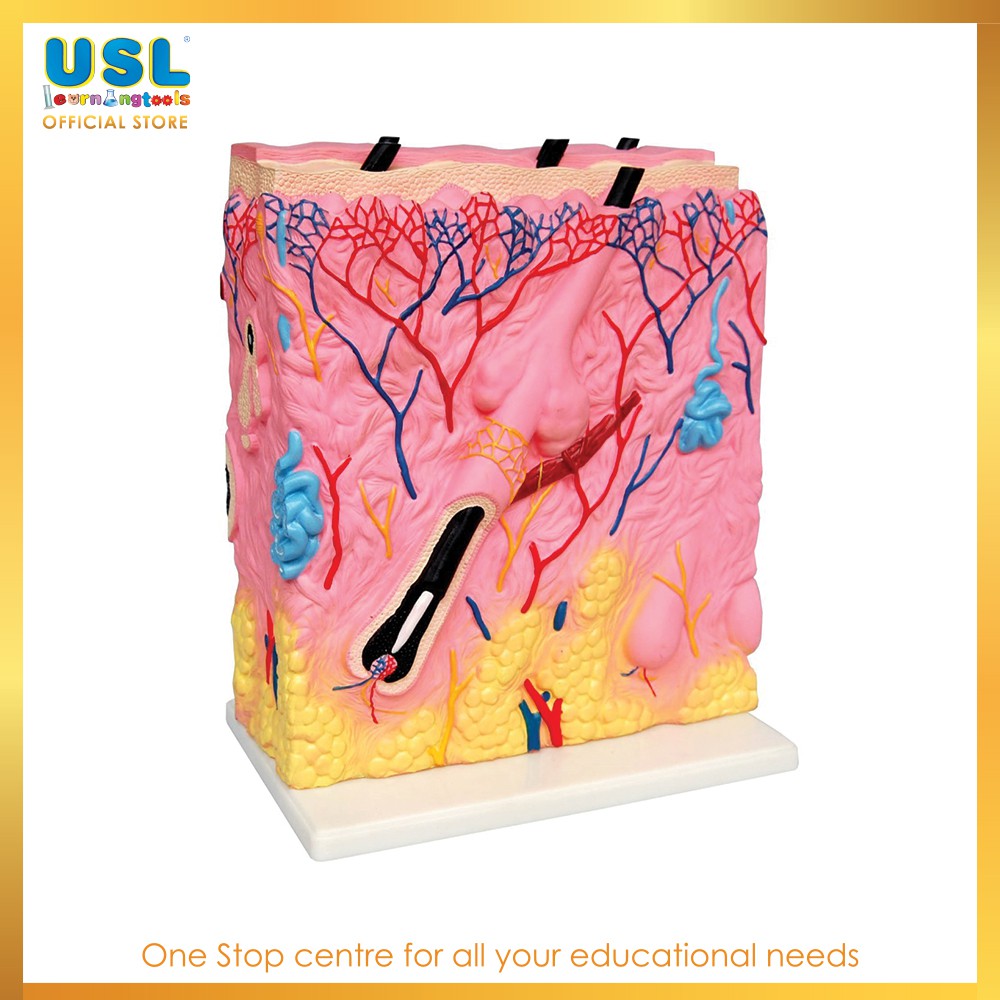 Human Skin Model - Science & Educational Toys & Early Learning | Shopee ...