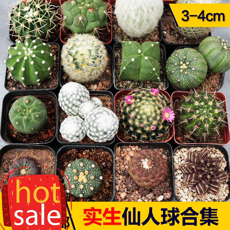 【Easy to bloom】Natural Cactus，Cactus Real Life Cactus Cactus Collection ...