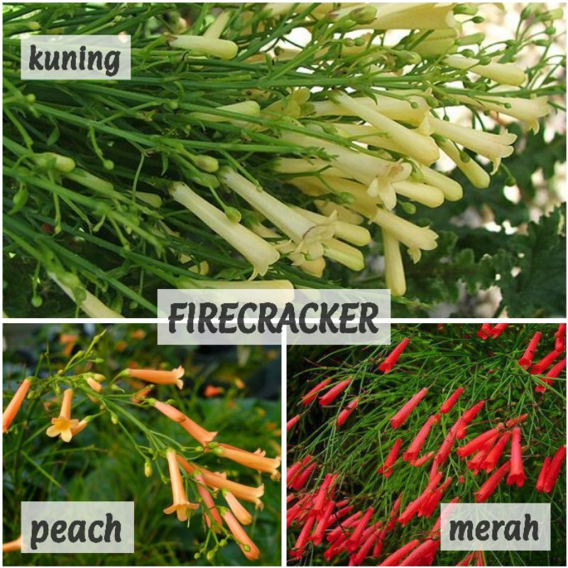 Pokok Bunga Firecracker mercun fire cracker flower real plant | Shopee ...