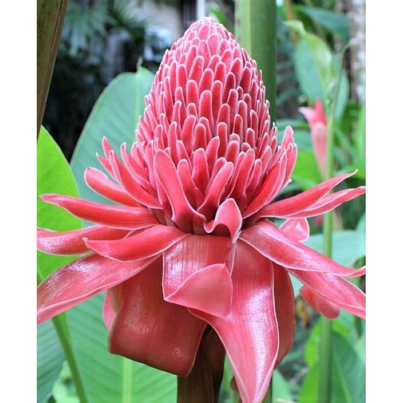 ANAK POKOK “Bunga Kantan”•GINGER TORCH • Red Ginger Lily • ETLINGERA ...