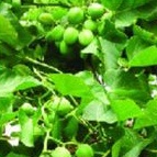 Pokok Jarak Pagar @ anak pokok baru cambah | Shopee Malaysia