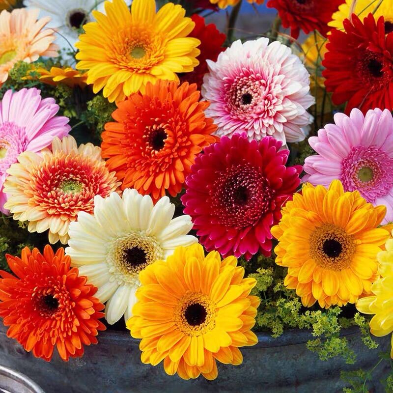 Benih Bunga Daisy 20pcs Mix Colour/Gerbera Daisy/非洲菊籽 | Shopee Malaysia