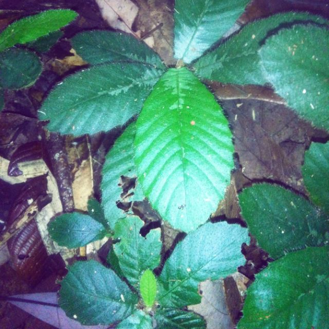 Pokok Rare Dr Hutan . Mempelas Tanah, Penutup bumi rimba, Yellow jungle ...