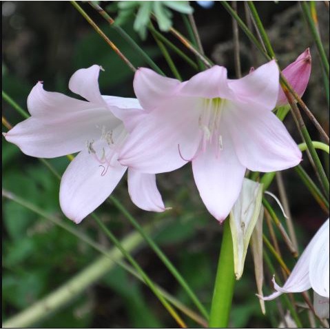 CRINUM LILY WHITE LILY CAPE LILY FRAGRANT LILY POKOK TEMBAGA SUASA Root ...