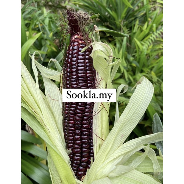 Jagung Susu dan Mutiara Fresh Cameron Highlands | Shopee Malaysia