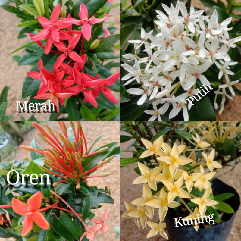 EXORA/IXORA/POKOK PECAH PERIUK/POKOK JEJARUM/POKOK SIANTAN/POKOK PAGAR ...