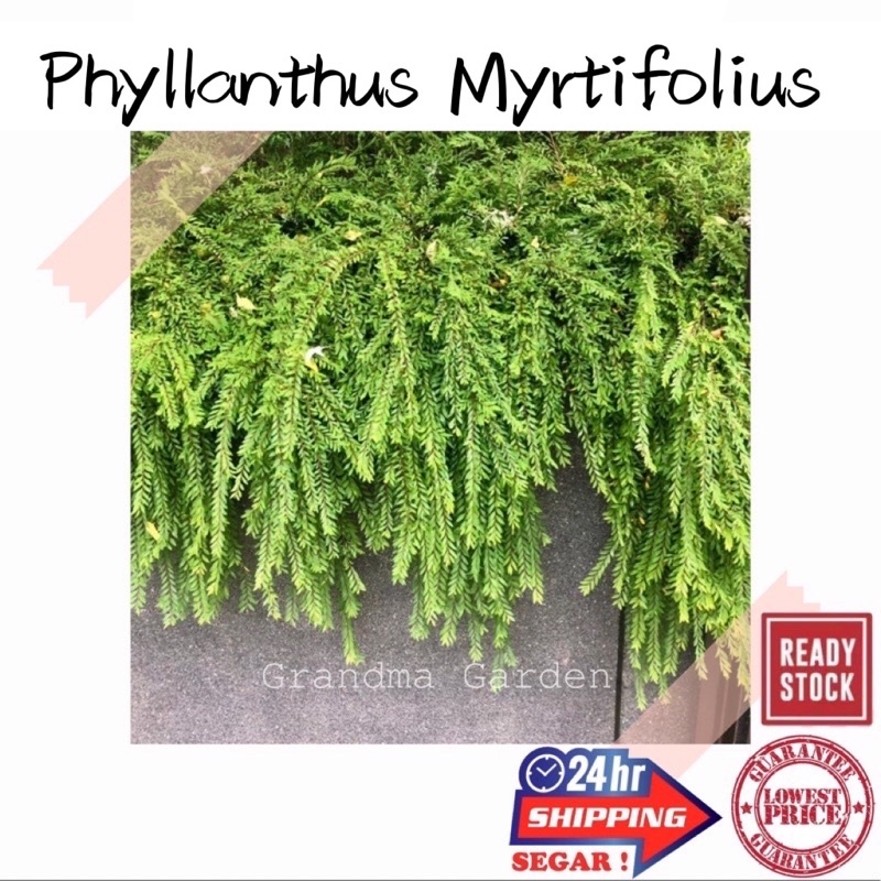 (GG real plant) phyllanthus myrtifolius ^ mousetail plant ceylon myrtle ...