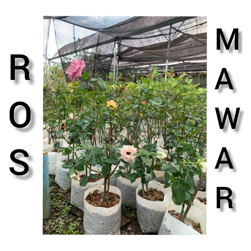 Pokok Bunga Ros Mawar Thai wangi READY STOCK!! | Shopee Malaysia