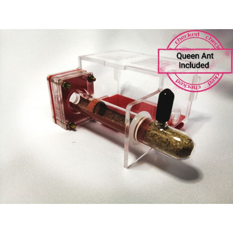 Ant Farm + Queen - Acrylic Ant Incubator - Ant Farm Ant Keeping Ant ...