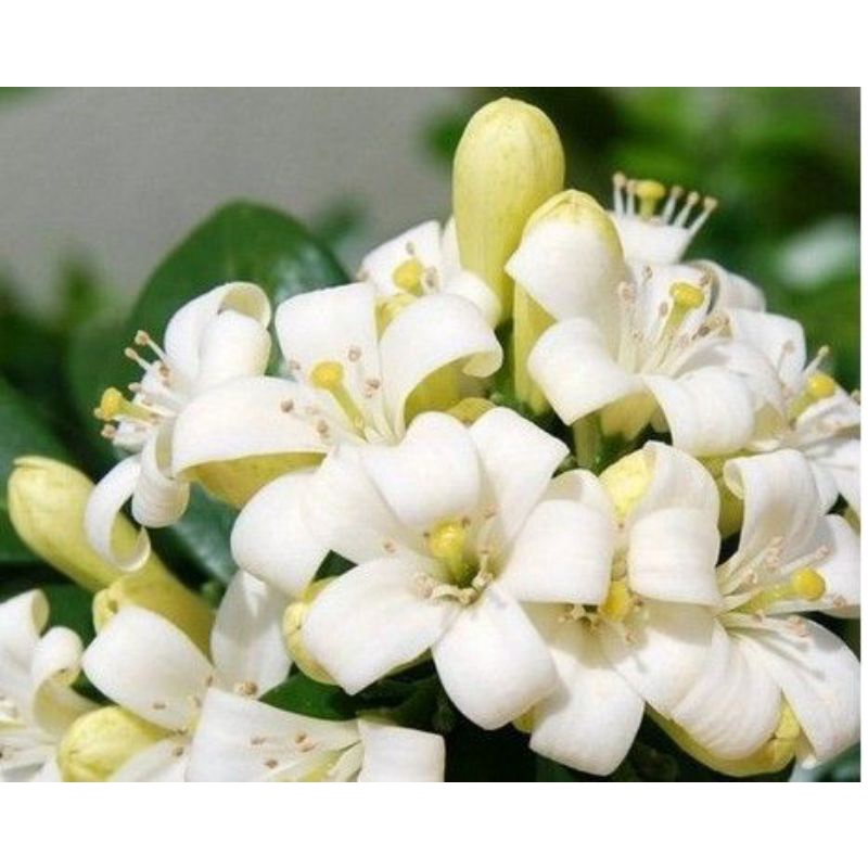 Pokok Bunga Kemuning Sanggul Harum dan Wangi Putih/ Jasmine Bonsai Tree ...