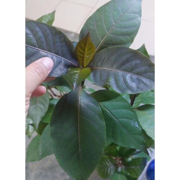 Pokok Puding Belacan (Pokok Rimbun)(READY STOK) | Shopee Malaysia