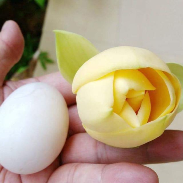 Pokok bunga cempaka telur kuning | Shopee Malaysia