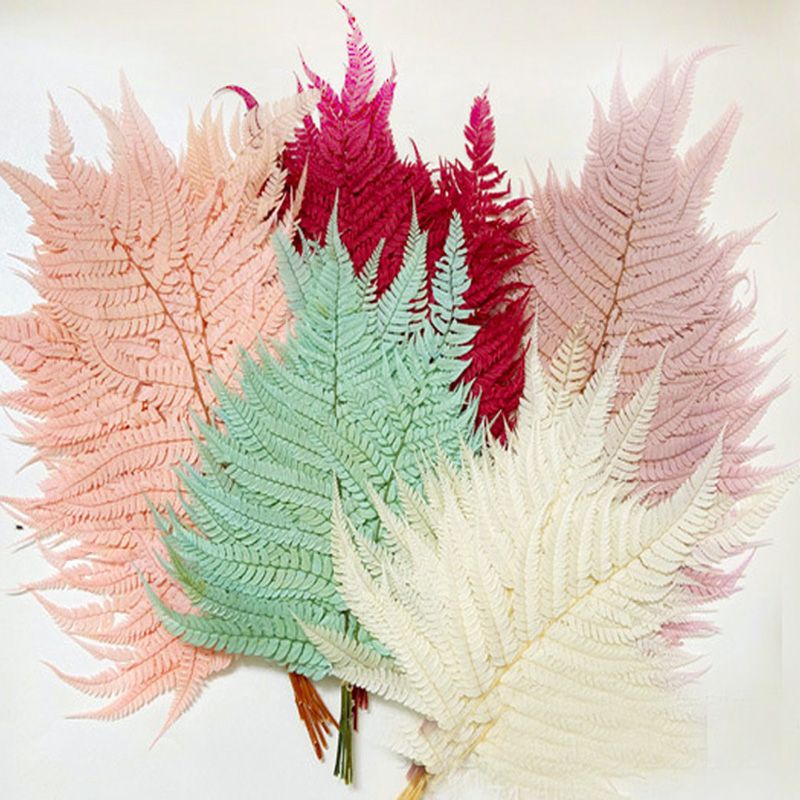Preserved Flower Leaf Fern Leaves Bundle For Flower Arrangement Bouquet ...