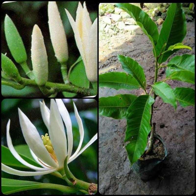 Pokok Bunga Cempaka Putih Chempaka Putih White Flower Real Plant hotselling indoor outdoor rare ...