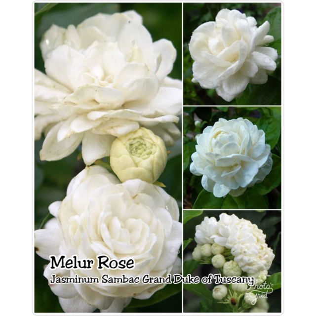 KKB Melur Rose, Melur Susun, Jasminum Sambac Grand Duke of Tuscany ...