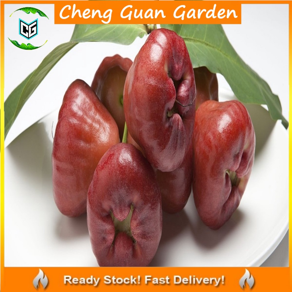 Anak Pokok Jambu Air Madu Thailand Import Dari Thailand | Shopee Malaysia