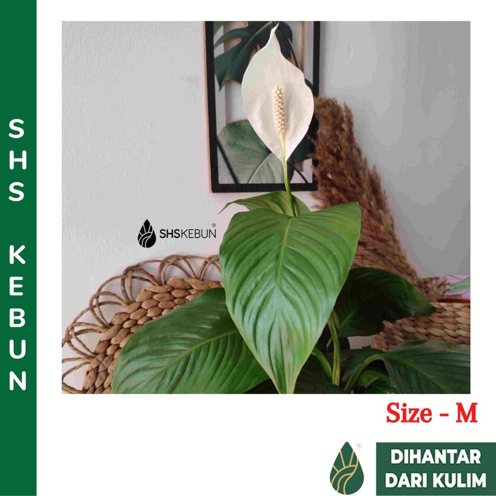 Pokok Peace Lily Indoor Plant Live Plant SHS Kebun | Shopee Malaysia