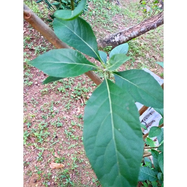 KETUM CINA /DAUN BISMILLAH/DAUN AFRICA/DAUN AJAIB/POKOK ISRAEL | Shopee ...