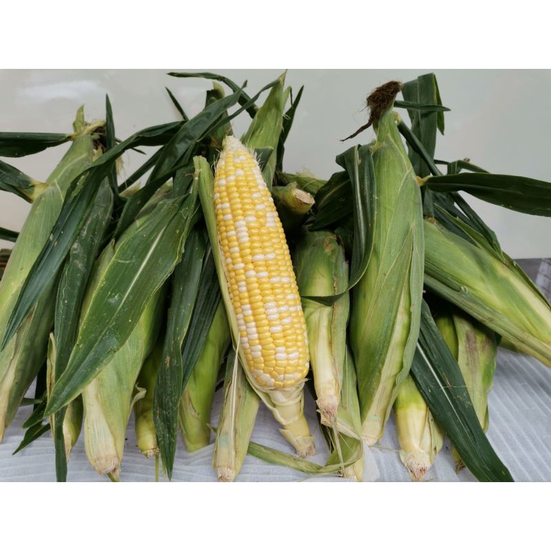 JAGUNG MUTIARA CAMERON/CAMERON PEARL CORN (2 pcs) Grade A | Shopee Malaysia