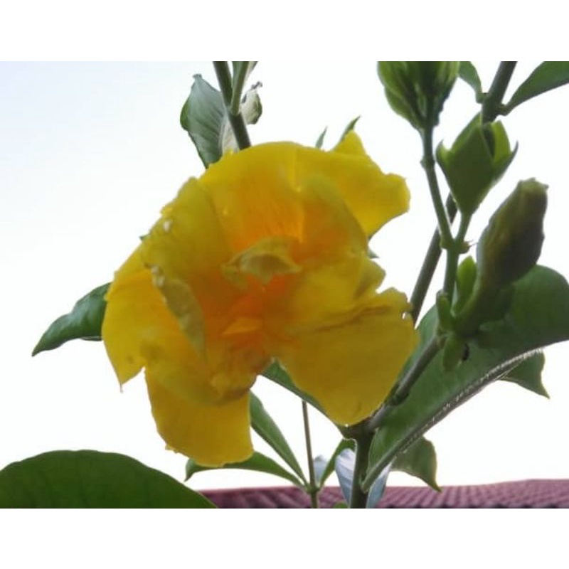 Bunga Alamanda kuning double | Shopee Malaysia