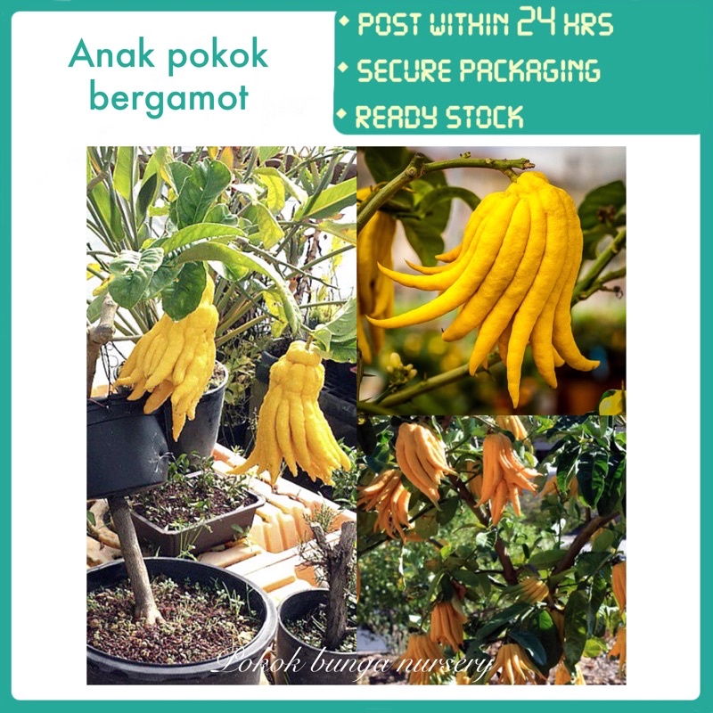 PBN - anak pokok bergamot - pokok bunga nursery fragrant citrus fruit ...