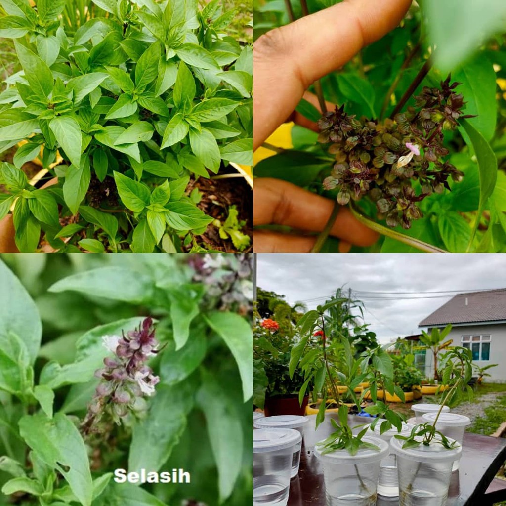 Anak Pokok Thai Basil (Thai Selasih) | Shopee Malaysia