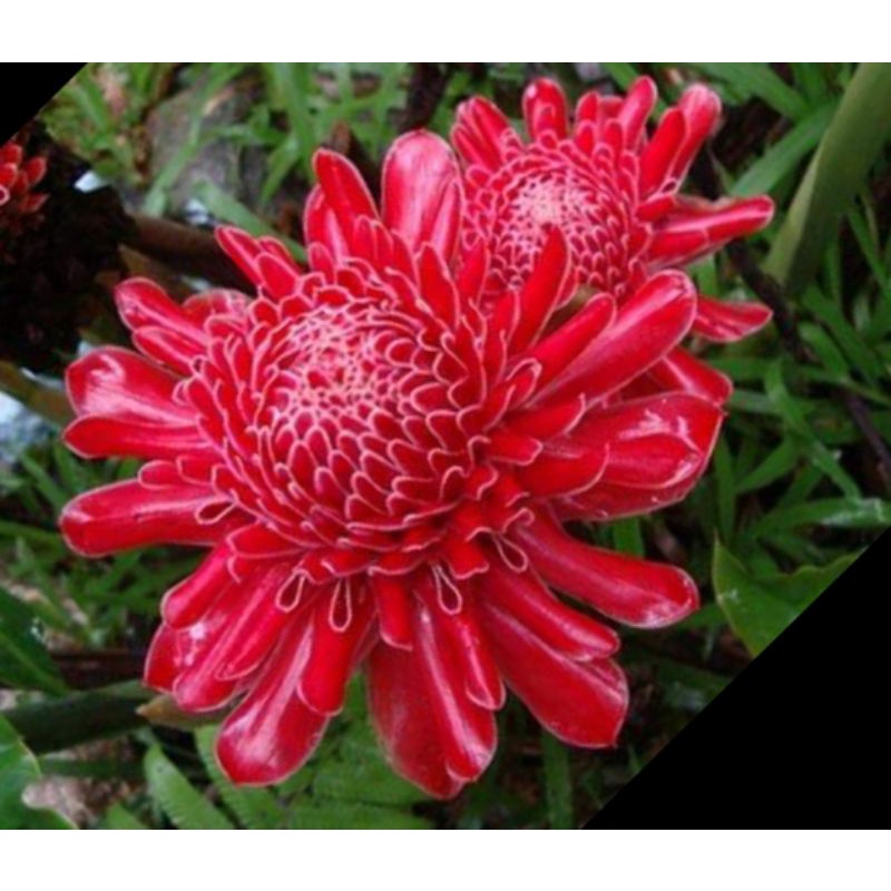 Pokok Bunga Kantan Merah | Shopee Malaysia