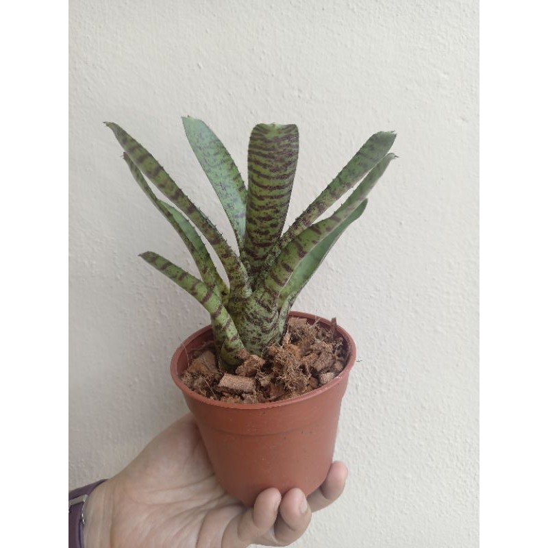 Bromeliad Tiger Cub without pot 🌸 | Shopee Malaysia