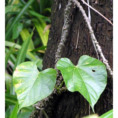 MKT - patawali/akar seruntun ( Pokok Herba ) | Shopee Malaysia