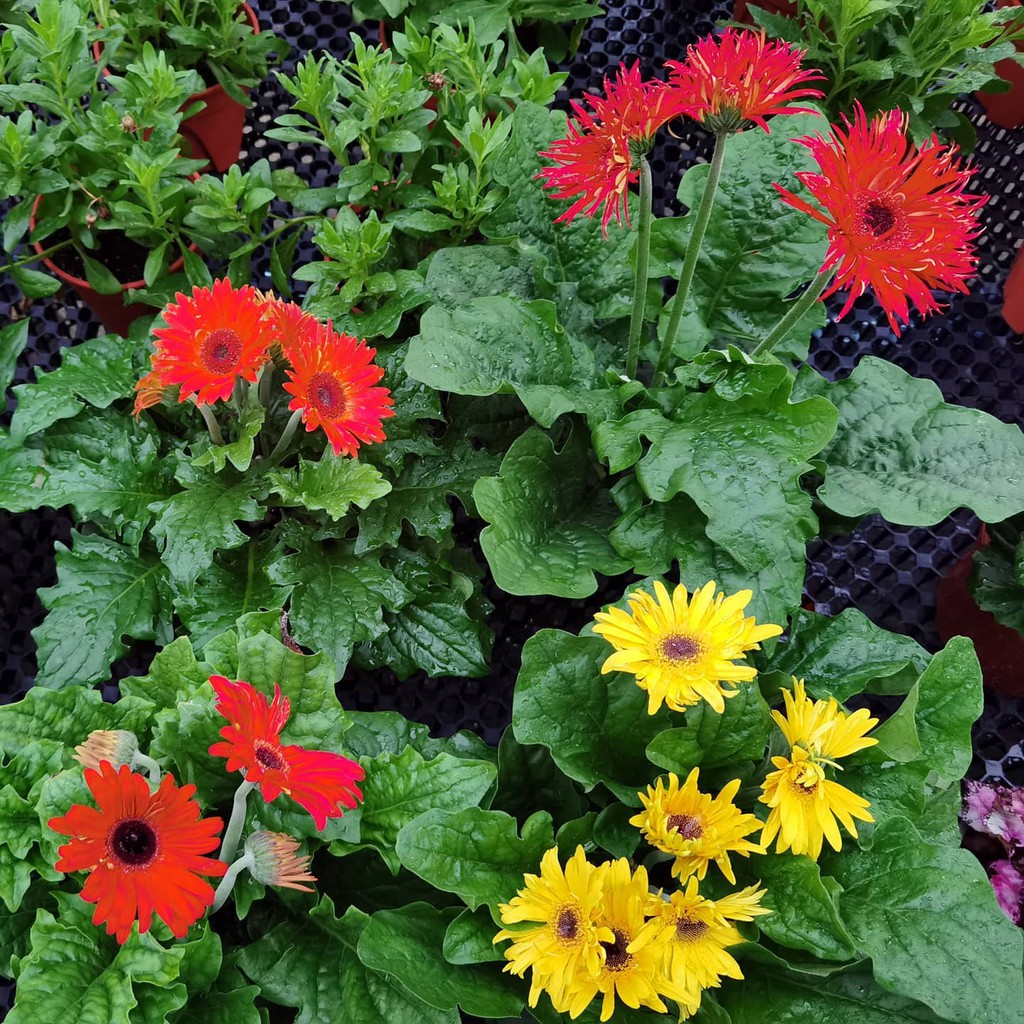 Gerbera Daisy/POKOK DAISY WITH POT(Pm utk warna)ship within 24 hrs ...