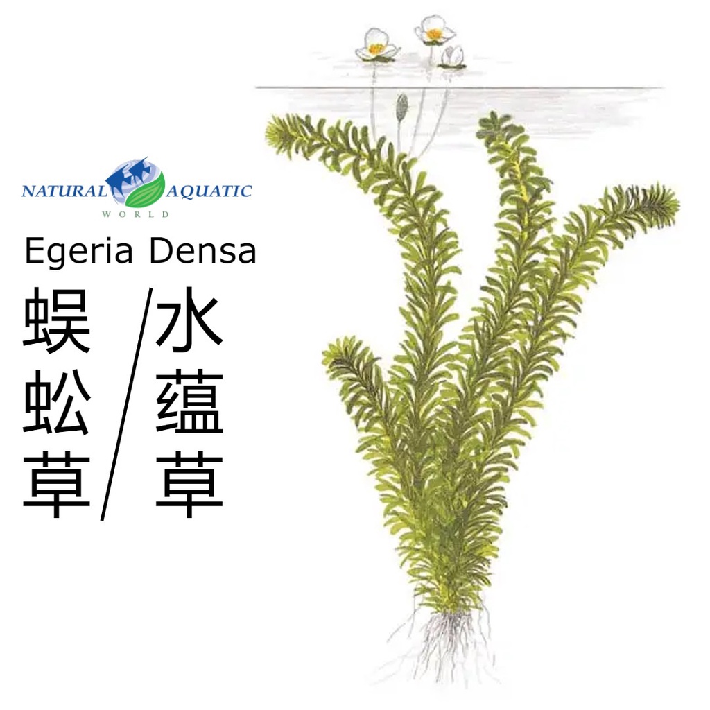 Egeria Densa, Aquatic Plant, Aquascape Plant, Aquarium Plant, | Shopee ...
