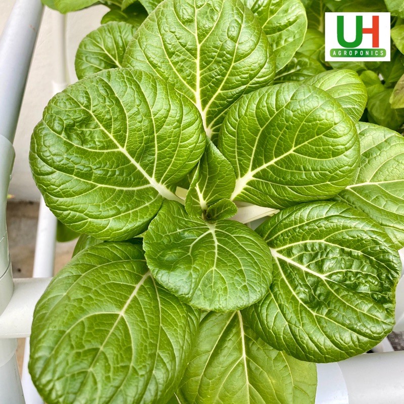 BENIH F1 HYBRID FAN PAK CHOY | Shopee Malaysia