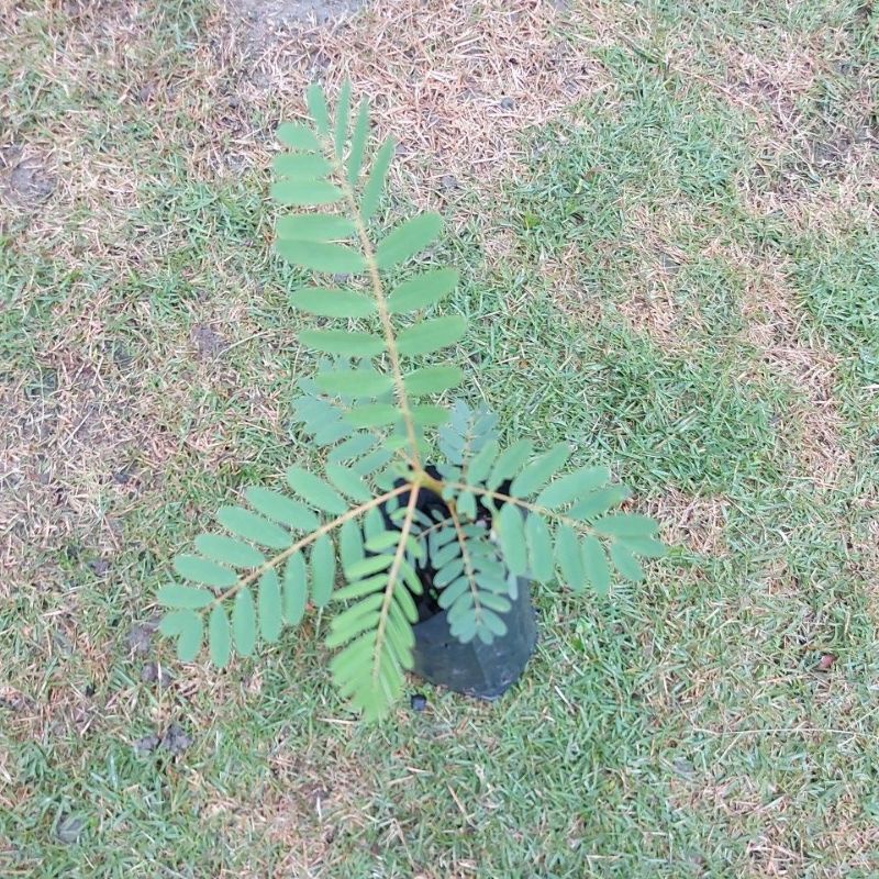 Agathi Leaves / Pokok Daun Turi/ Geti/ Sesbania Grandifira/ humming ...