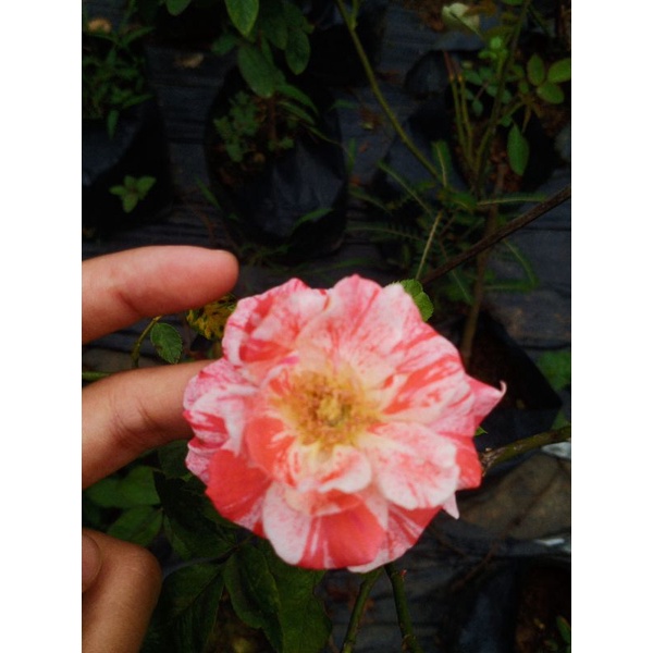 Ros Kampung Siam/ Ros tahan panas/ Anak pokok bunga ros kampung Siam | Shopee Malaysia