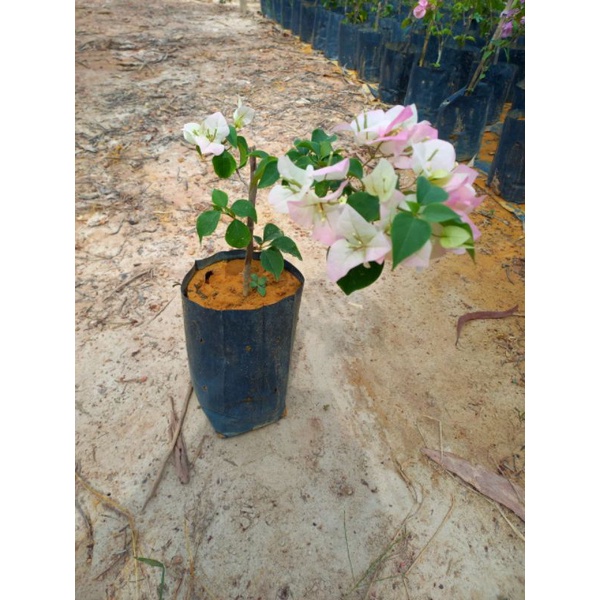 [LIVE PLANT] ID SAKURA / BOUGAINVILLEA (sila baca keterangan produk ...