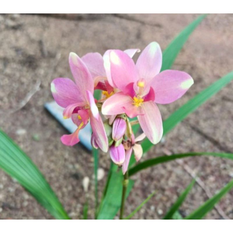 Orkid Pinang Pelbagai Warna Saiz Kecil (SILA BACA DESCRIPTION) | Shopee ...