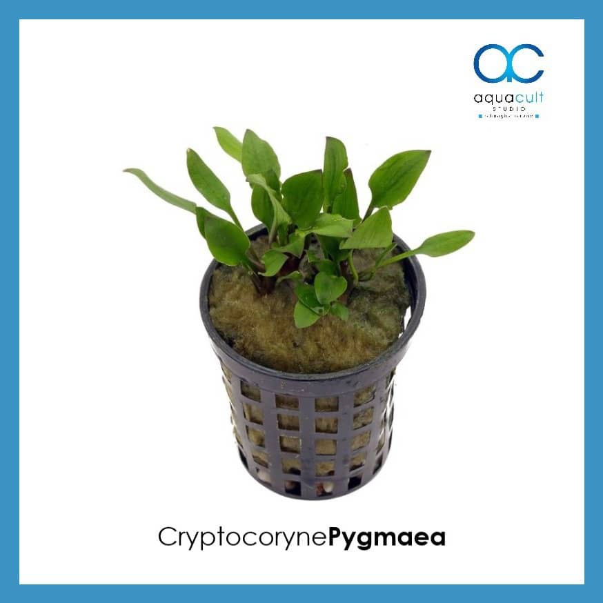Cryptocoryne Pygmaea - Pot (Aquascape/Aquarium/Vivarium/Paludarium ...