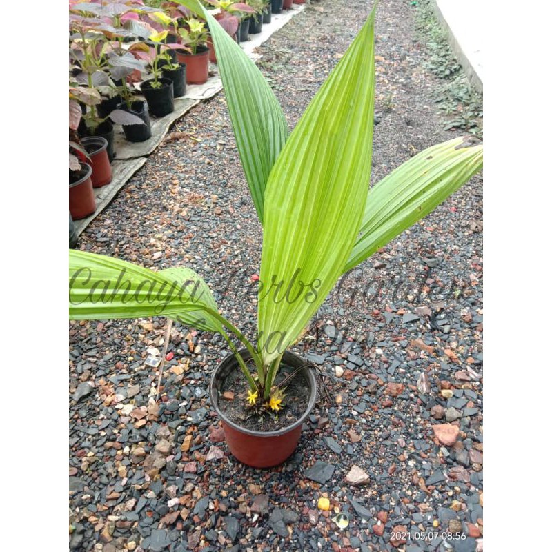Pokok lemba / pinang puyuh | Shopee Malaysia