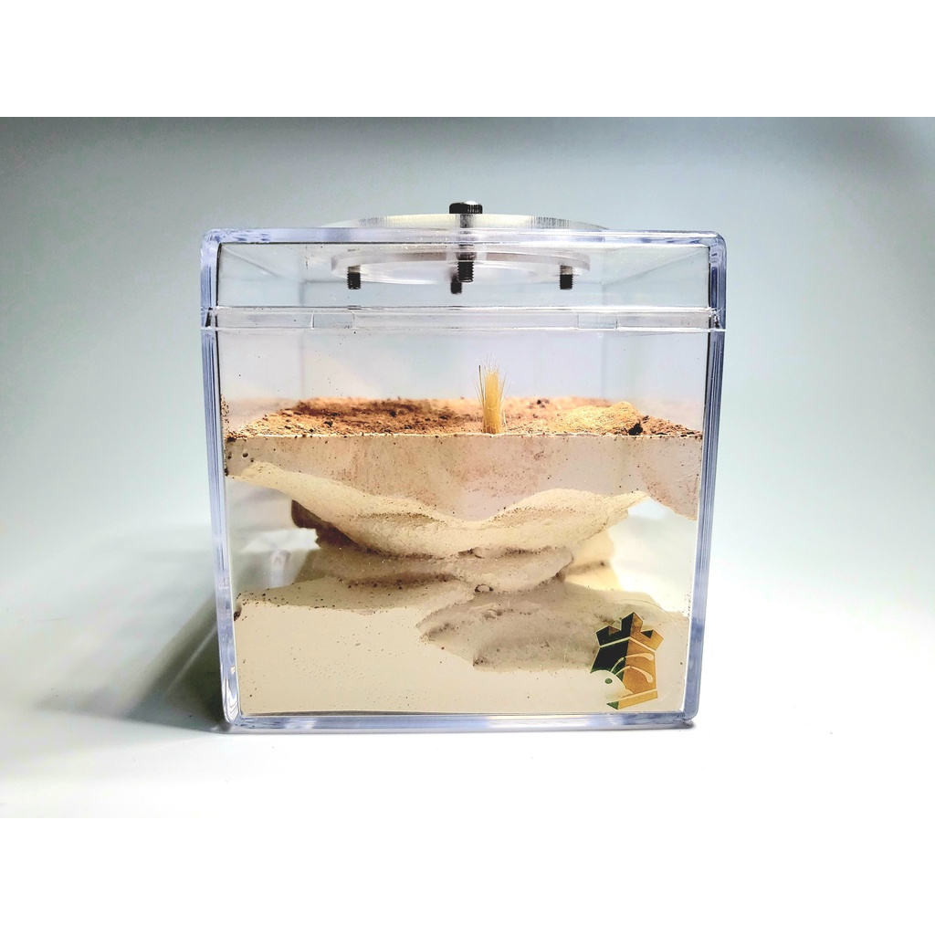 The Small Secret Underground Formicarium - Empire of Ants Ant Farm Ant ...